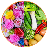 Buy Desi seeds online | Vegetable seeds, Flower seeds online, Grow Bag ...