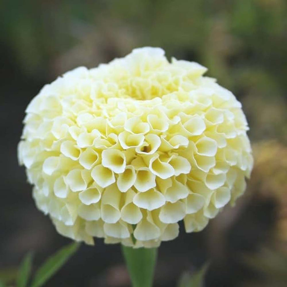 Buy Desi seeds online | Vegetable seeds, Flower seeds online, Grow Bag ...