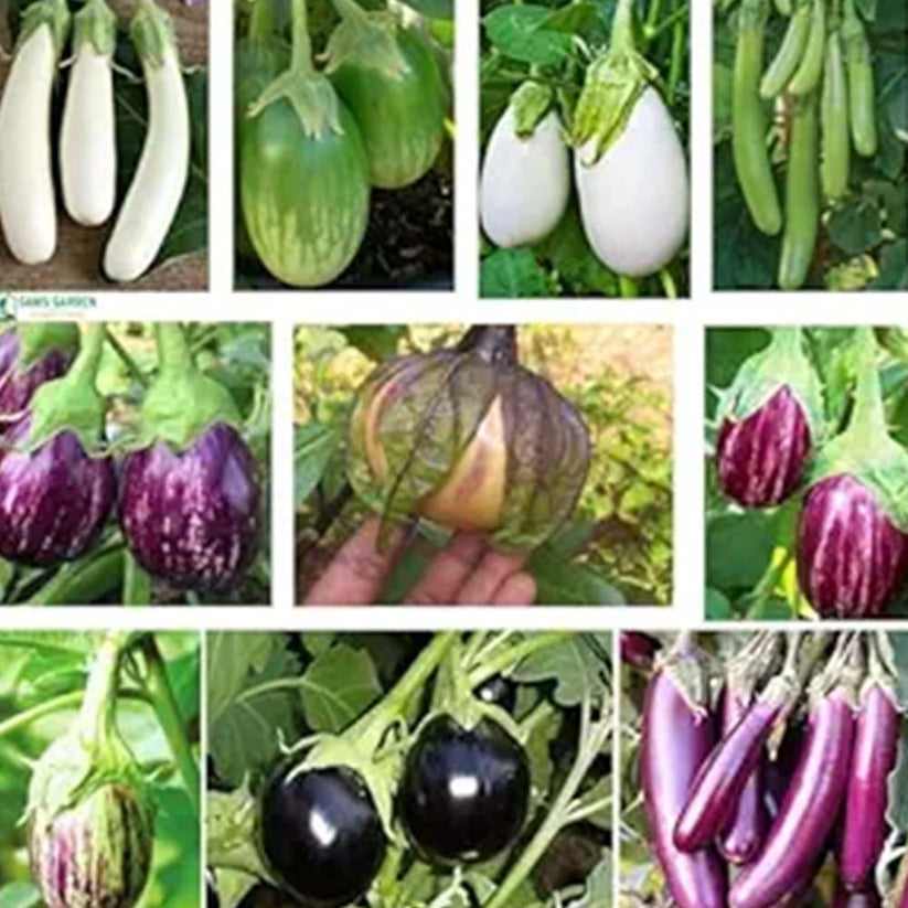 Buy 10 Types Of Desi Brinjal Combo Pack ( Vankaya )| Sam's Garden – Sams Garden Store