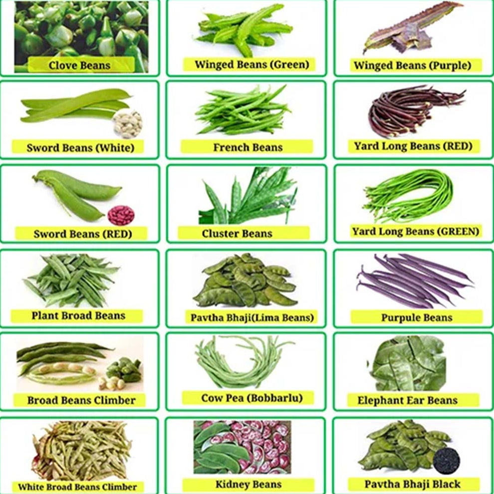 Buy All Types Of Beans Combo (Pack of 20 Verities) (Chikkudukaya) | Sam ...
