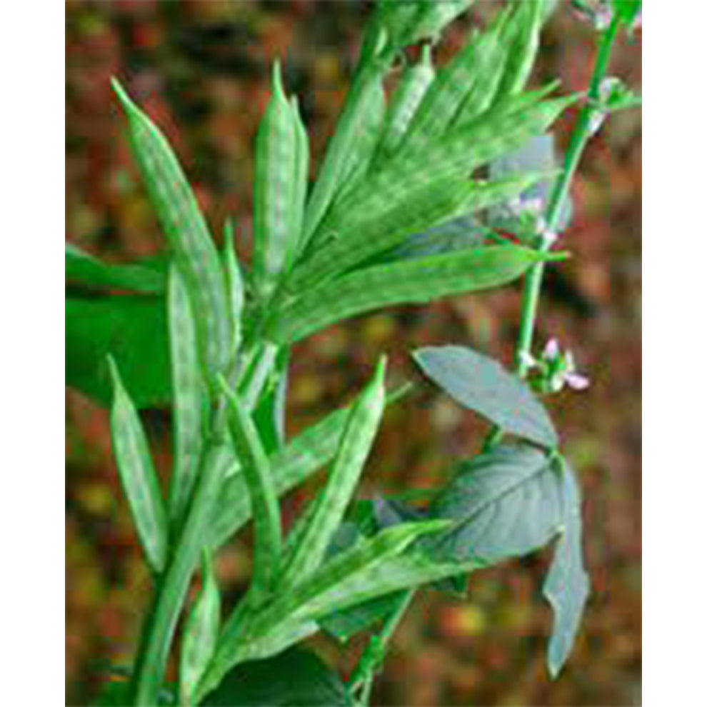 Buy Cluster Beans Seeds (Gooru Chikkudu – Desi) | Sam's Garden ...
