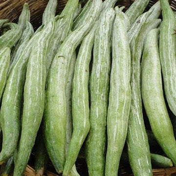 Buy Snake Gourd Green Long (Desi Seeds) | Sam's Garden – Sams Garden Store