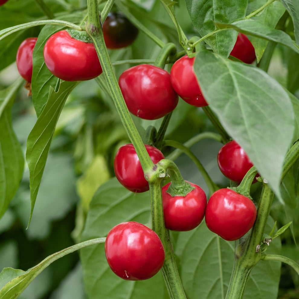 Cherry Chilli Desi Vegetable Seeds – SamsGardenStore
