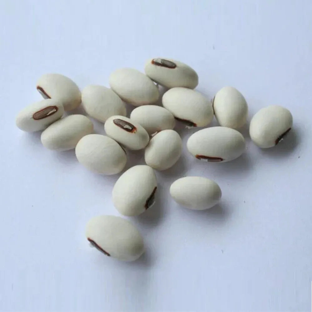 Buy Sword Beans White (Chemmakaya) Desi Vegetable Seeds | Sam's Garden ...
