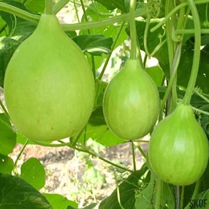 Bottle Gourd Bulb (Sorakaya) Desi Vegetable Seeds – SamsGardenStore